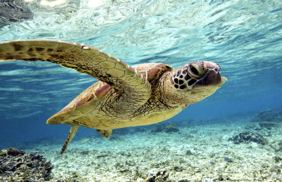 It’s Gator Dating Season in Florida — Here’s What You Need to Know ...